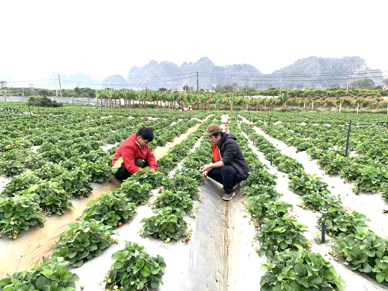 Bác Tôm đồng hành cùng bà con nông dân trong hướng dẫn canh tác trồng ...